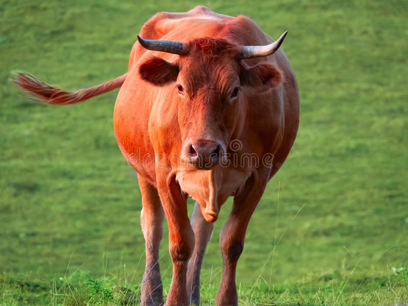 Vaca roja foto de archivo. Imagen de vaca, leche, mamífero - 59010346