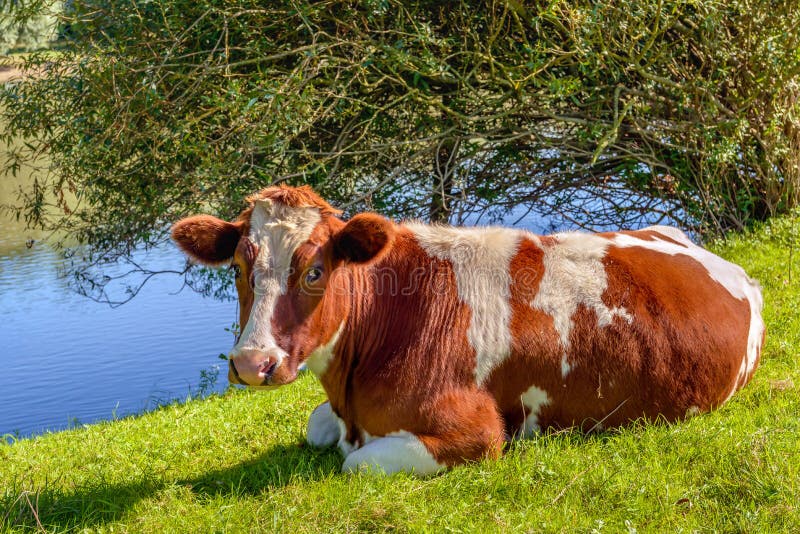 La Vache Rouge Du Holstein Rumine Dans L'herbe Photo stock - Image du ...