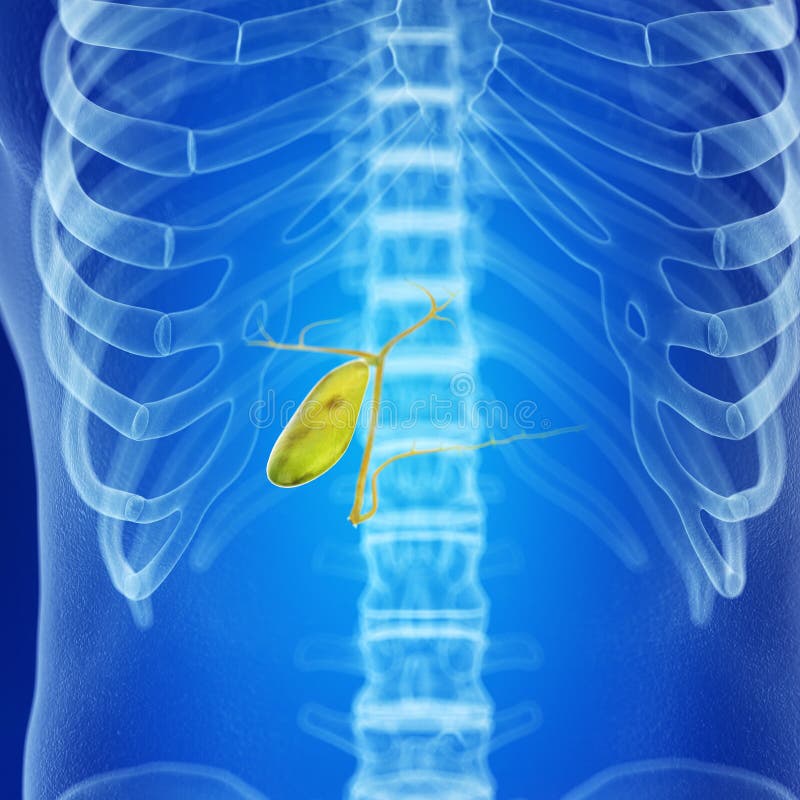 Personaje De Dibujos Animados Sano De La Vesícula Biliar Aislado En El ...