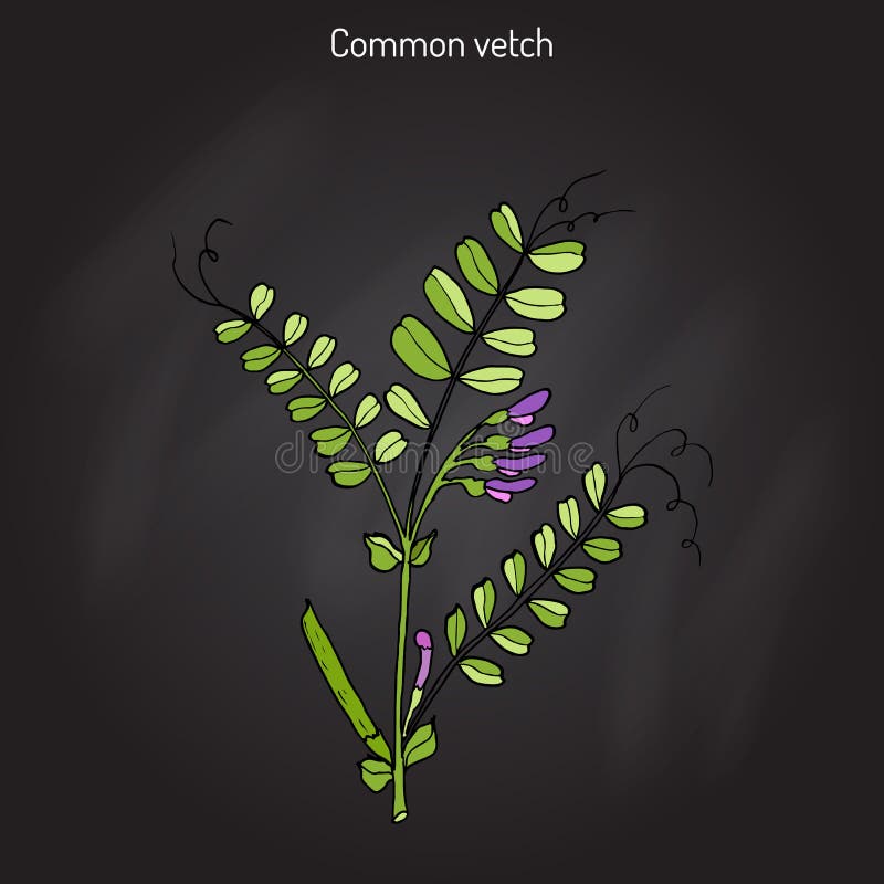 La Vicia De La Arveja Sativa Ilustración del Vector - Ilustración de ...