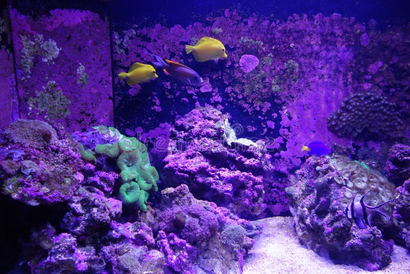 La vie aquatique marine photo stock. Image du aquatique - 125635554