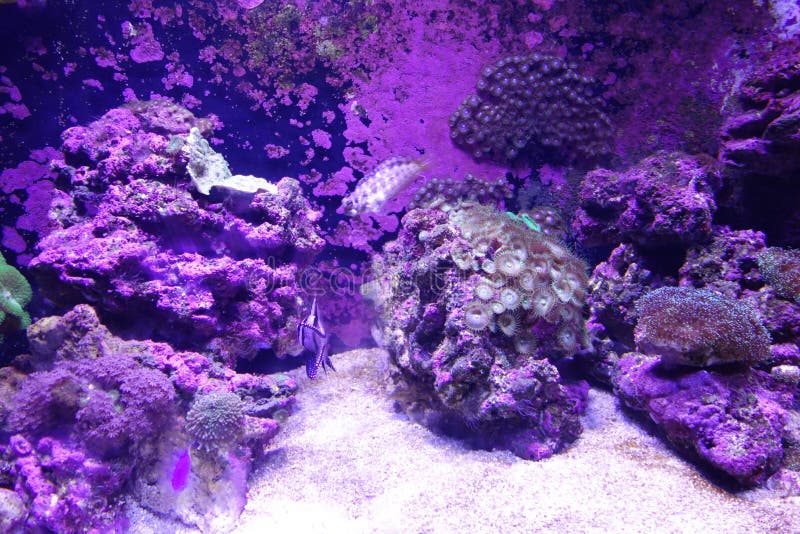 La vie aquatique marine photo stock. Image du faune - 125635718
