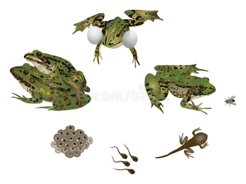 Cycle De Vie De Crapaud Commun Illustration Stock - Illustration du ...