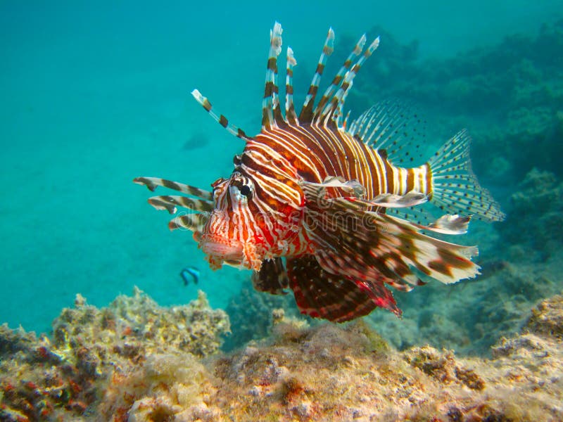 La Vie Sous-marine De La Mer Tropicale Image stock - Image du loisirs ...