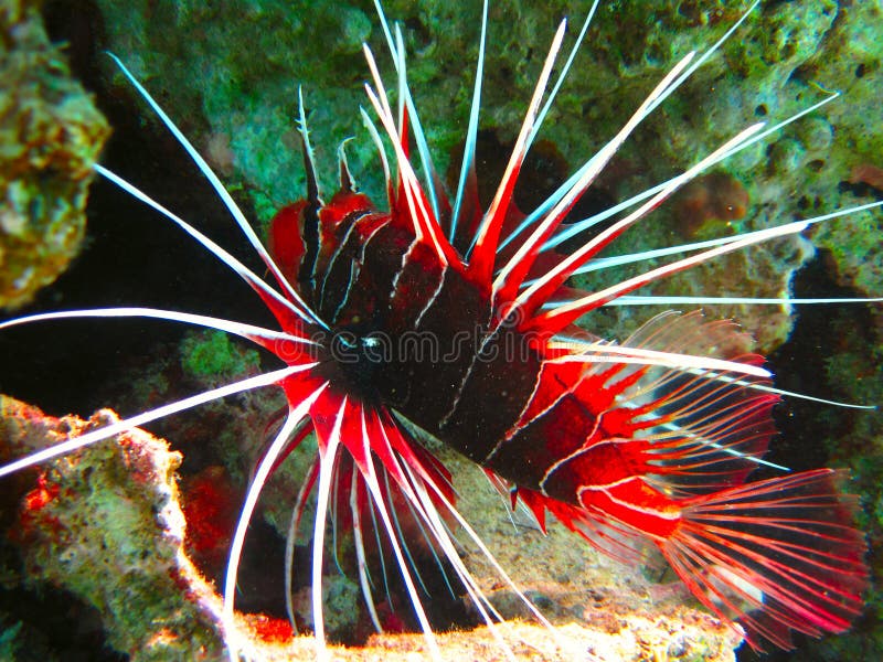 La Vie Sous-marine De La Mer Tropicale Image stock - Image du loisirs ...