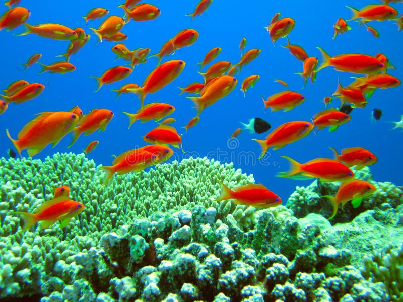 La Vie Sous-marine De La Mer Tropicale Image stock - Image du loisirs ...