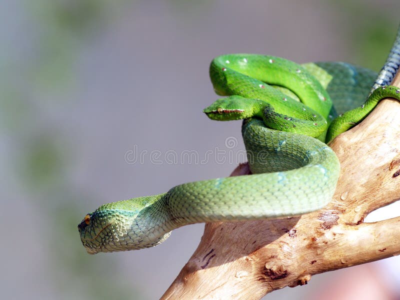 Vipera verde immagine stock. Immagine di fauna, esotico - 22109787