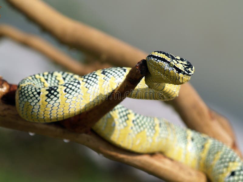 Vipera verde immagine stock. Immagine di fauna, esotico - 22109787