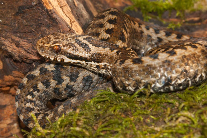 La Vipera Di Seoane (seoanei Del Vipera) Fotografia Stock - Immagine di ...