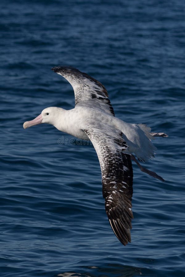 La Voraz Albatra De Gibson En Australasia Foto de archivo - Imagen de ...