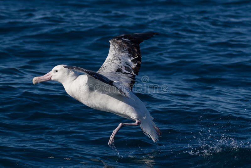 La Voraz Albatra De Gibson En Australasia Foto de archivo - Imagen de ...