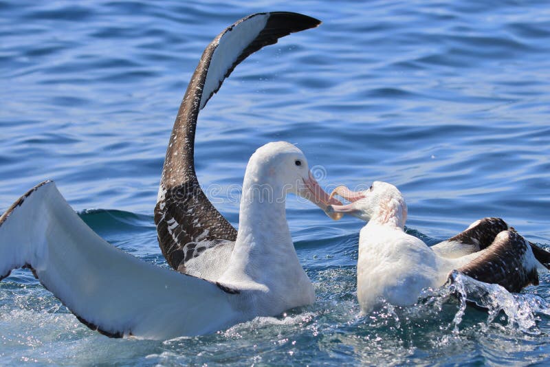 La Voraz Albatra De Gibson En Australasia Foto de archivo - Imagen de ...