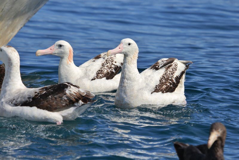 La Voraz Albatra De Gibson En Australasia Imagen de archivo - Imagen de ...