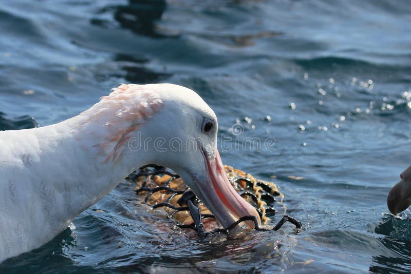 La Voraz Albatra De Gibson En Australasia Foto de archivo - Imagen de ...