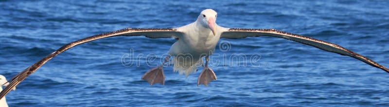 La Voraz Albatra De Gibson En Australasia Foto de archivo - Imagen de ...