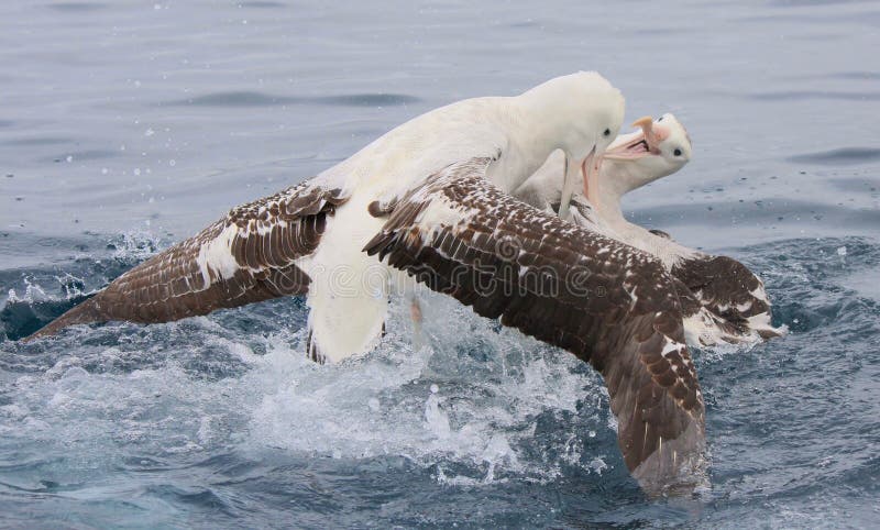 La Voraz Albatra De Gibson En Australasia Imagen de archivo - Imagen de ...