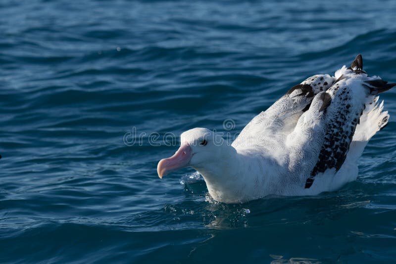 La Voraz Albatra De Gibson En Australasia Foto de archivo - Imagen de ...