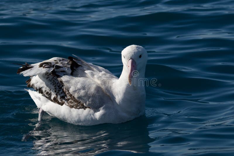 La Voraz Albatra De Gibson En Australasia Foto de archivo - Imagen de ...