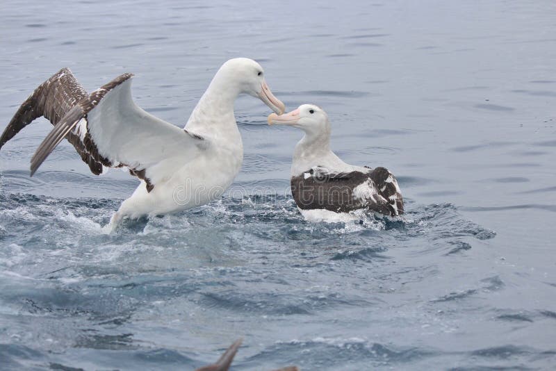 La Voraz Albatra De Gibson En Australasia Foto de archivo - Imagen de ...