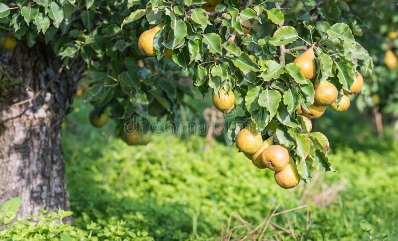Laag-hangt Fruit in Een Boomgaard Stock Afbeelding - Image of gezond ...