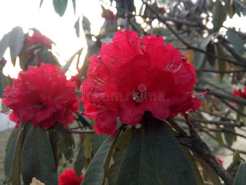 Guras Stock Photos - Free & Royalty-Free Stock Photos from Dreamstime