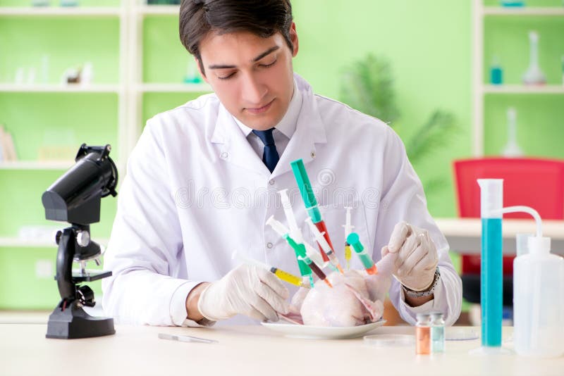 The Lab Assistant Testing Gmo Chicken Stock Photo - Image of ...