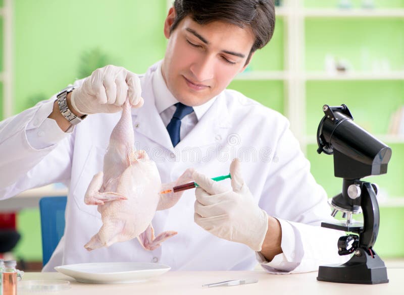 Lab Assistant Testing GMO Chicken Stock Image - Image of modified ...