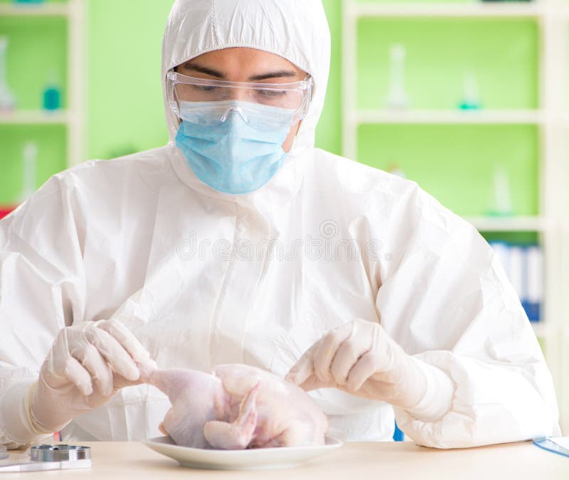 Lab Assistant Testing GMO Chicken Stock Photo - Image of microbiology ...