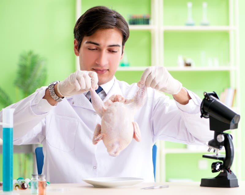 Lab Assistant Testing GMO Chicken Stock Image - Image of checking, farm ...