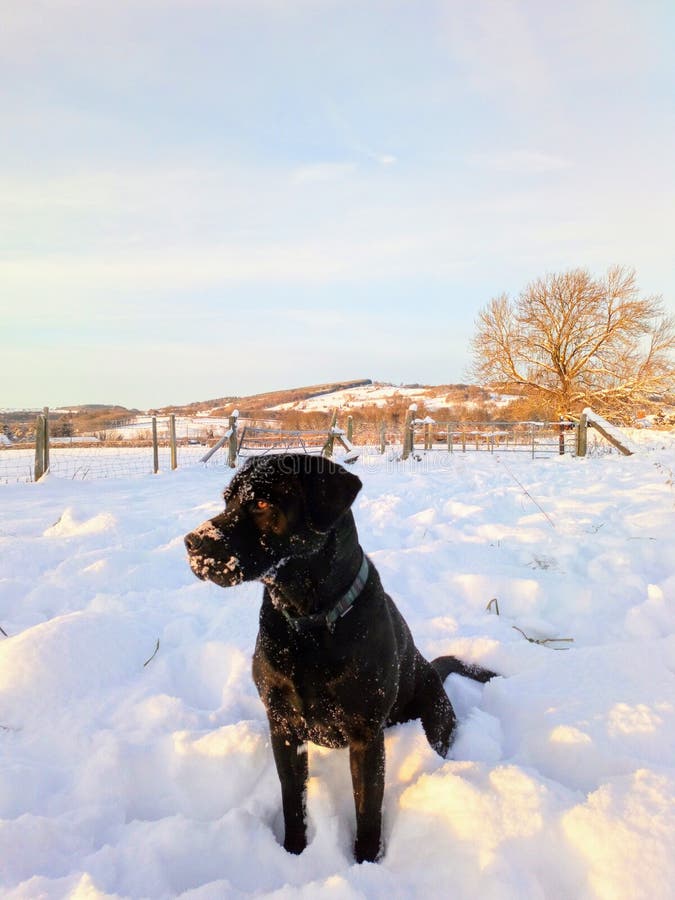 Snow lab stock photo. Image of snow, chilling, winter - 105768528