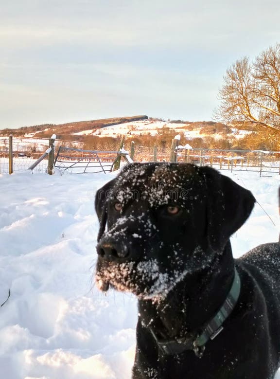 Snow lab stock photo. Image of chilling, snout, winter - 105768714