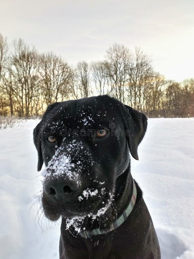 Snow lab stock photo. Image of frost, sunset, landscape - 105768422