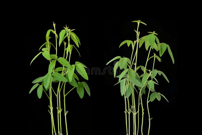 Lab Experiment of Soybean Plants. Stock Image - Image of food ...