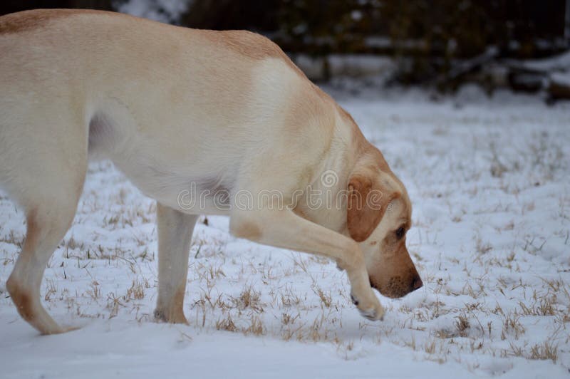 Lab Explores Snow stock photo. Image of yellow, explores - 108991854