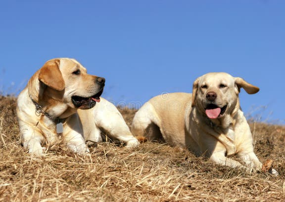 Lab Friends stock photo. Image of friends, obedient, funny - 541432