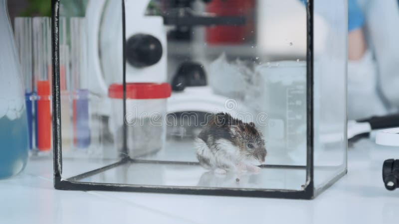 Lab Hamster in Glass Container on Working Table in Chemistry Laboratory ...