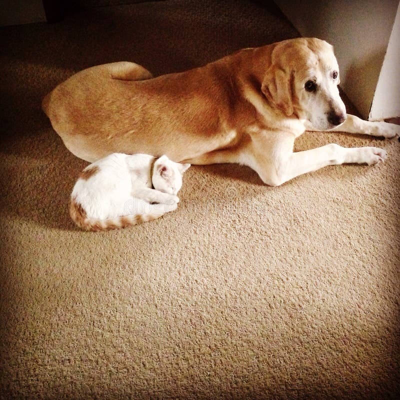 A lab and his cat stock photo. Image of bffs, animals - 53729744