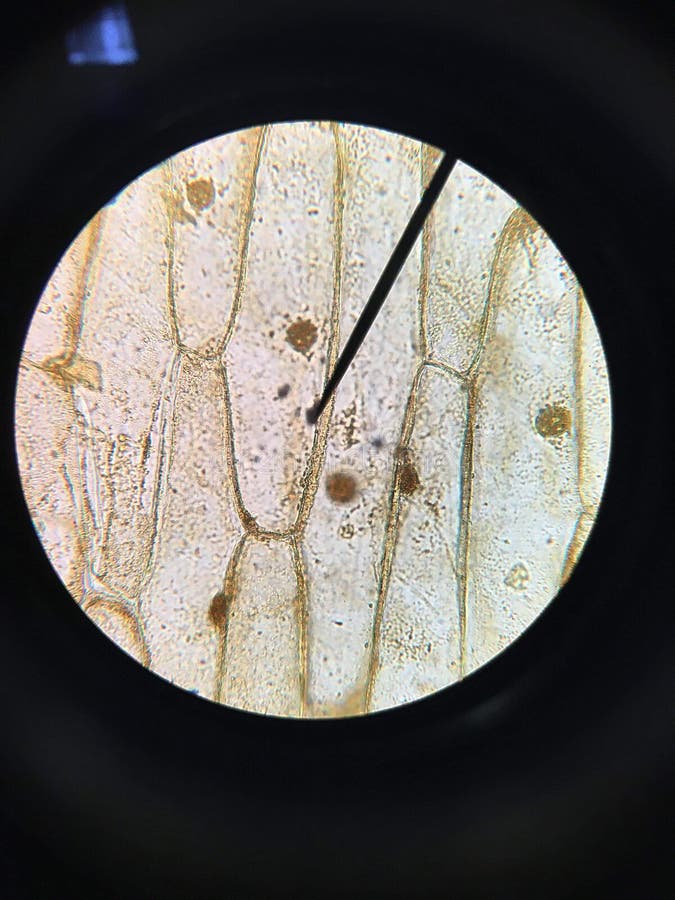 Onion Epidermal Cells Under Microscope Onion Epidermal Cells Under Microscope