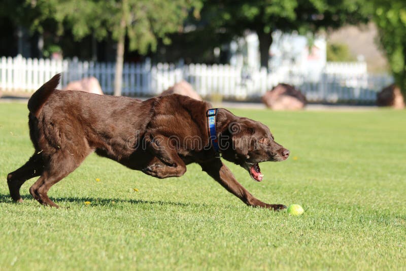 775 Happy Chocolate Brown Lab Playing Stock Photos - Free & Royalty ...