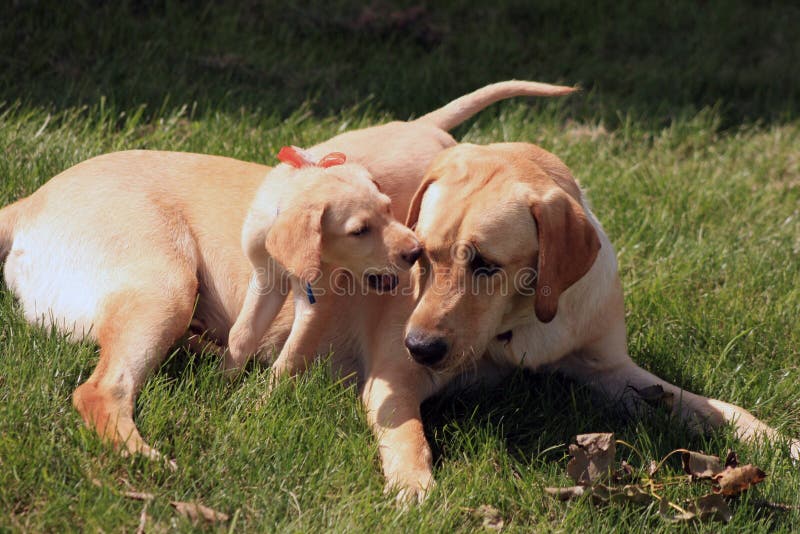 Lab playtime stock photo. Image of retriever, yellow, grass - 5887778