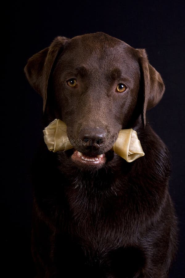 Lab plus Bone = Happy stock image. Image of woof, choccy - 5313131