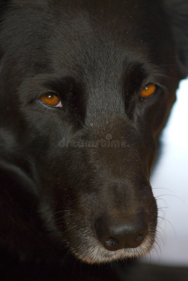 Lab portrait stock photo. Image of vertical, obedient - 2292598