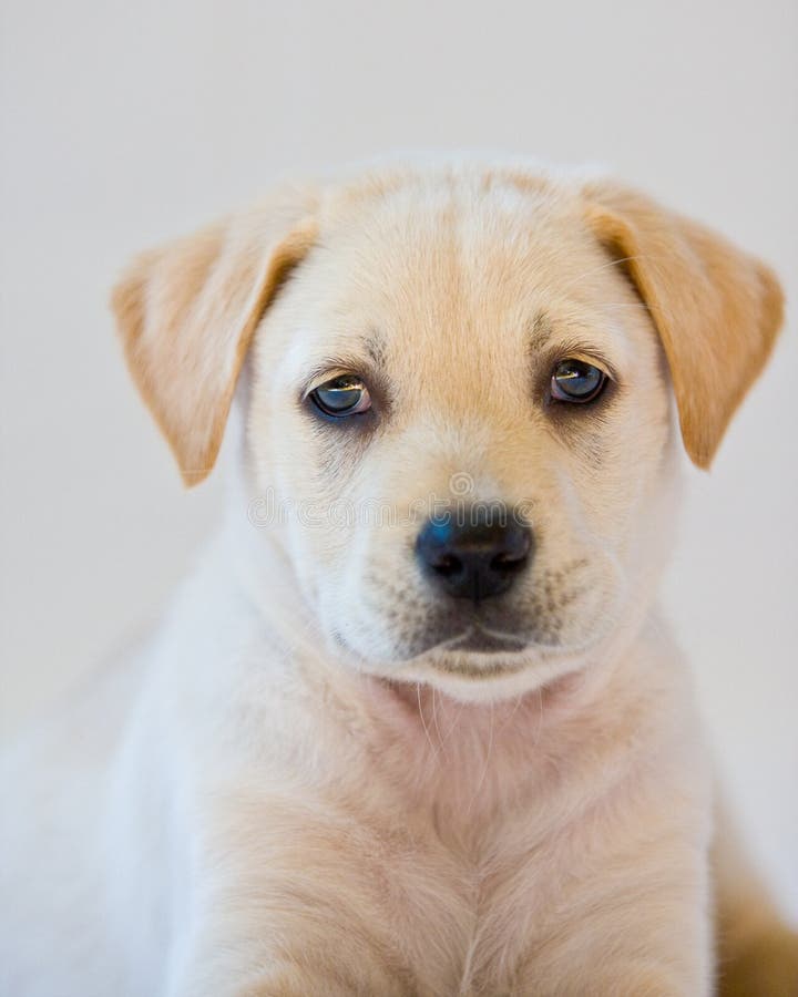Lab puppy stock image. Image of nose, animal, retriever - 13187695