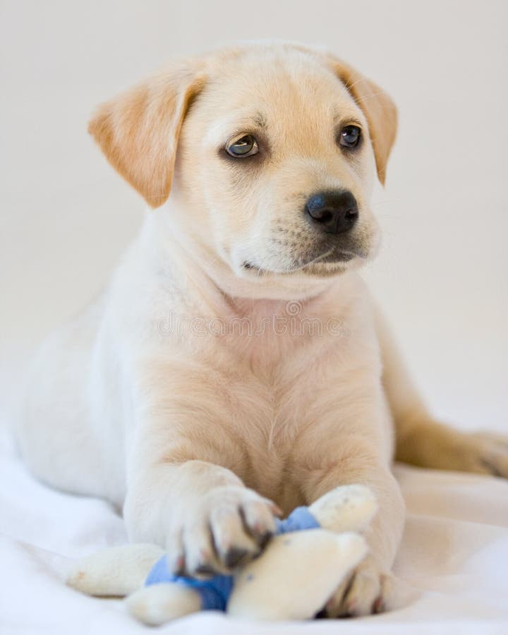 Lab puppy stock image. Image of carnivoran, golden, animal - 13187703