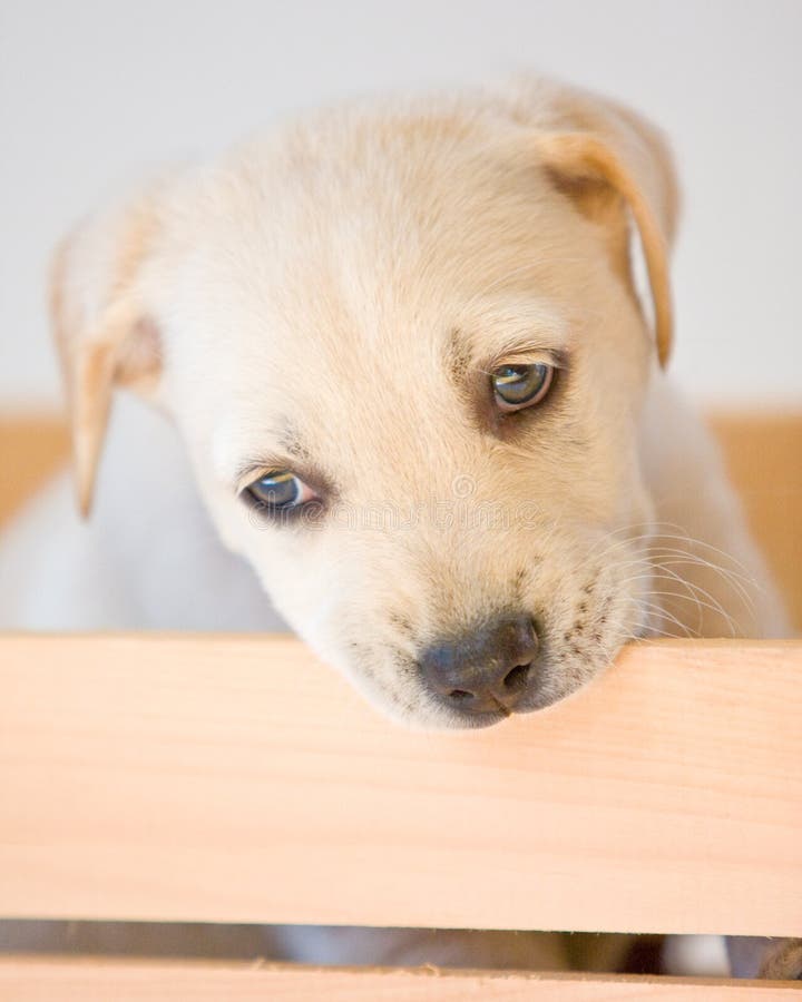 Lab puppy stock image. Image of whiskers, white, cute - 13229691