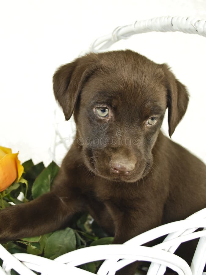 Spring Puppies stock photo. Image of pets, watching, floral - 4893082
