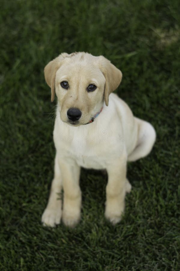 Lab Puppy stock image. Image of little, animal, friend - 51132131
