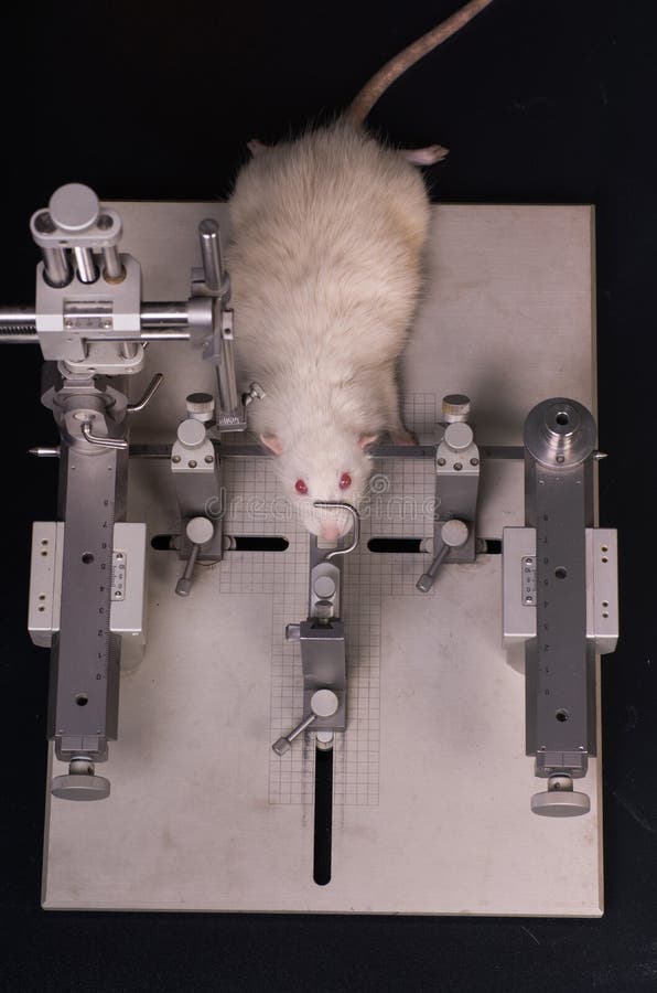 Lab Rat Fixed by Medical Device Stock Image - Image of discovery ...
