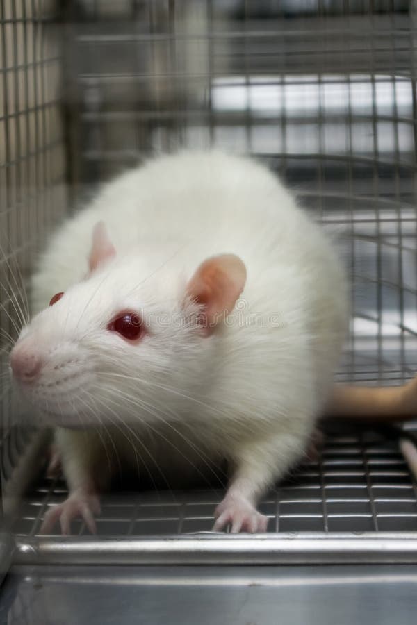 Lab Rat (Rattus Norvegicus) Scared in a Cage Stock Image - Image of ...