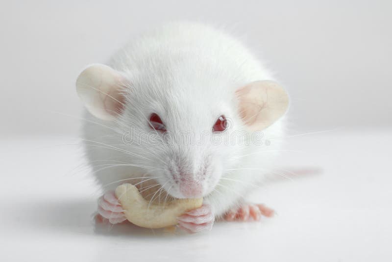 119 Lab Rat Eating Food Stock Photos - Free & Royalty-Free Stock Photos ...